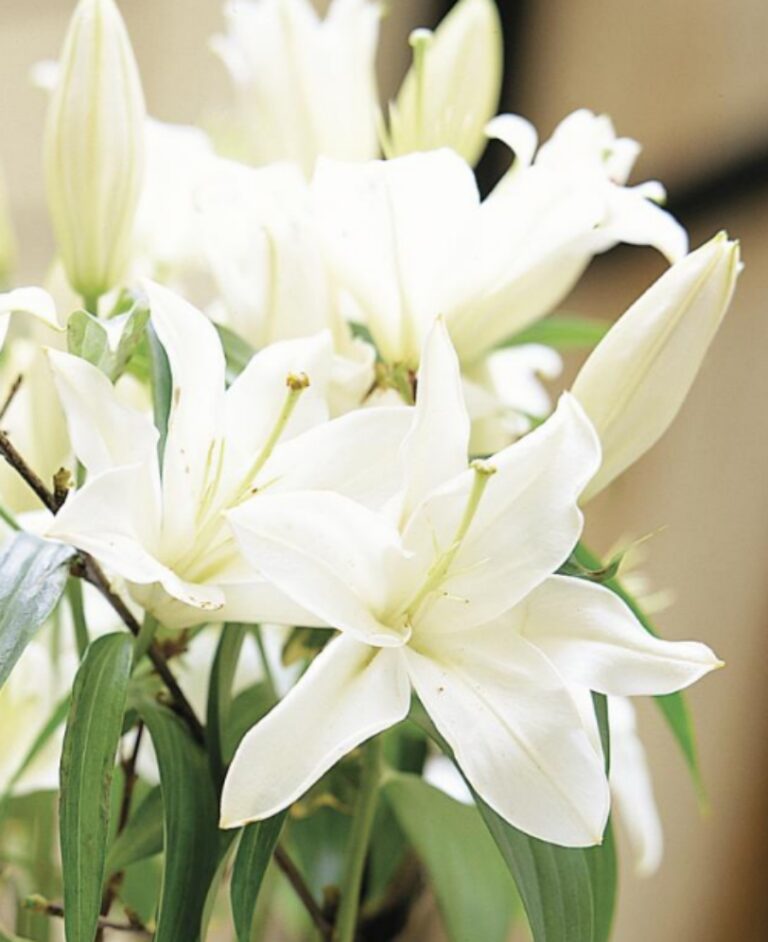 Madonna lily - Flowerbulbs