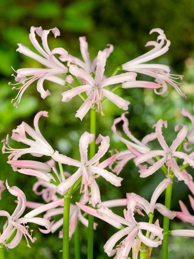 Nerine - Flower bulbs