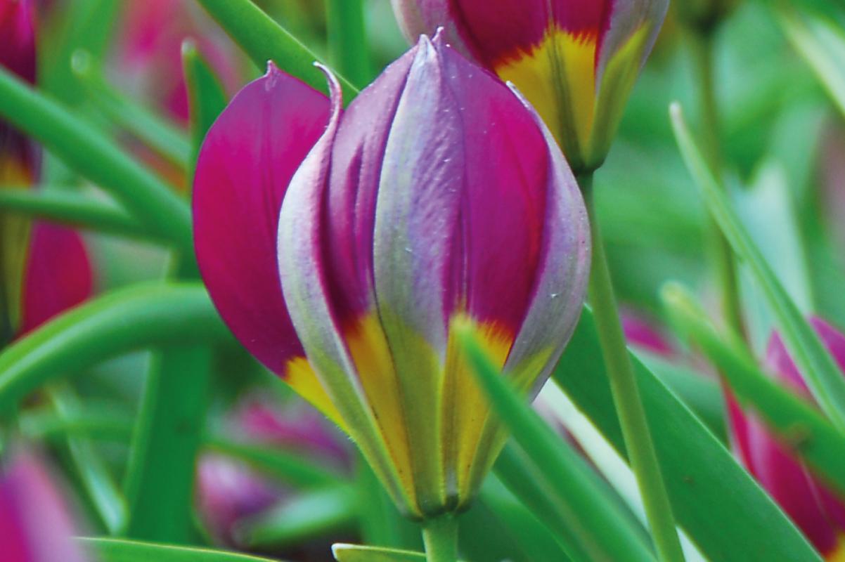 Tulip, botanical - Flowerbulbs
