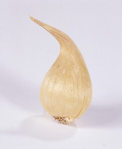 Bulbs & sizes - Flowerbulbs