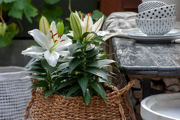 Potted summer bulbs: real eye-catchers on your balcony or terrace ...