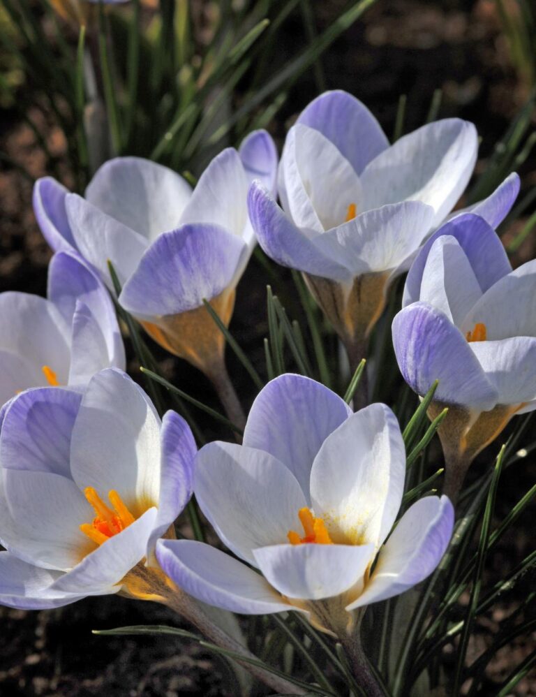Crocus chrysanthus – Flower bulbs