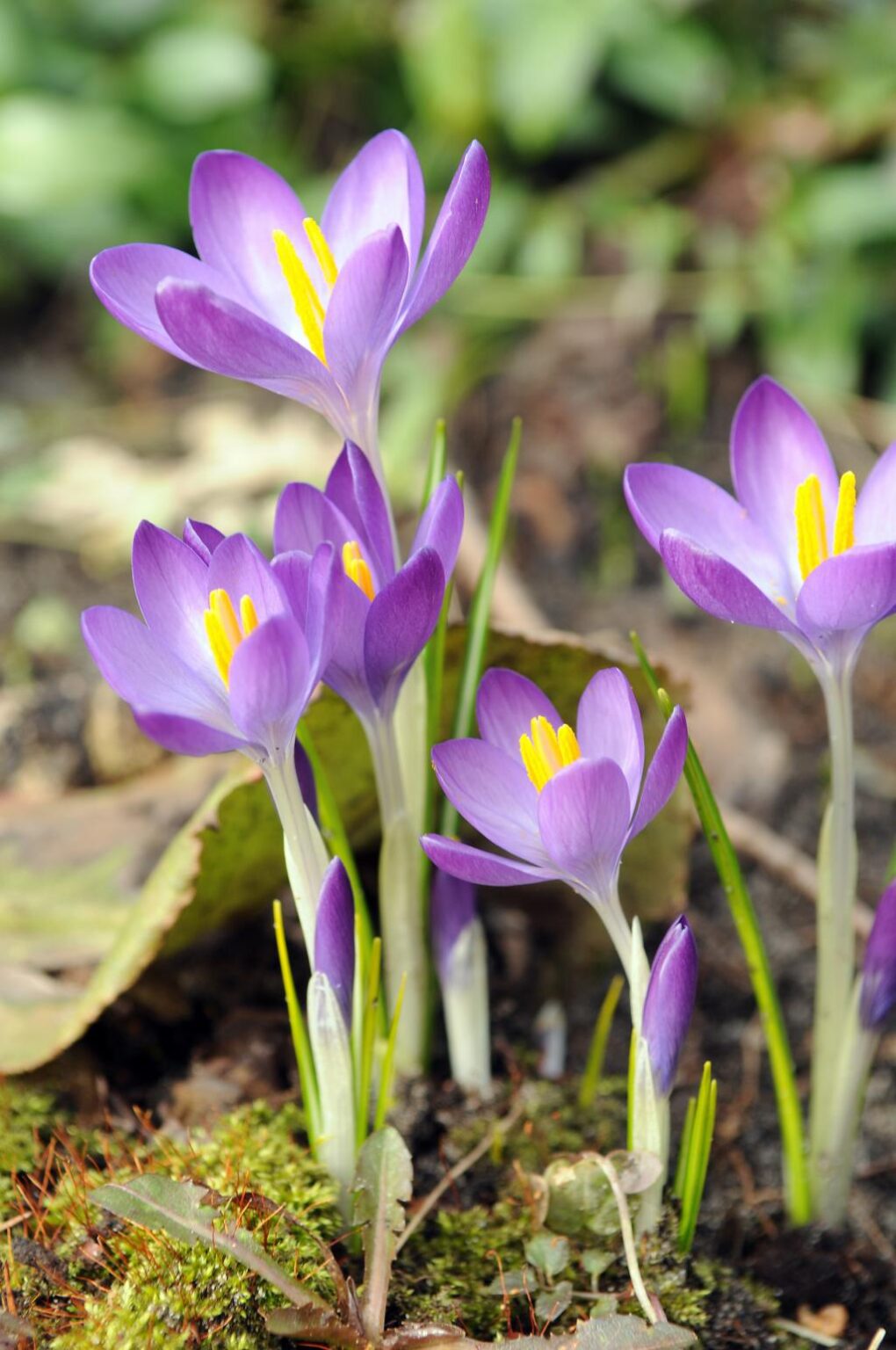 Crocus tommasinianus - Flowerbulbs