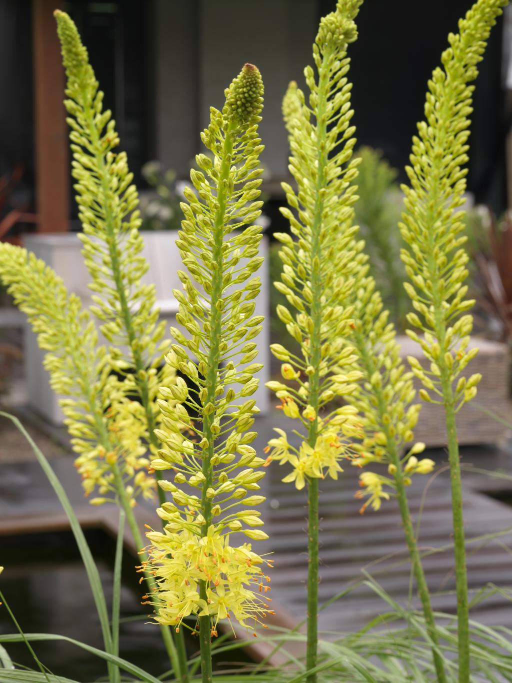 Eremurus bungei - Flowerbulbs