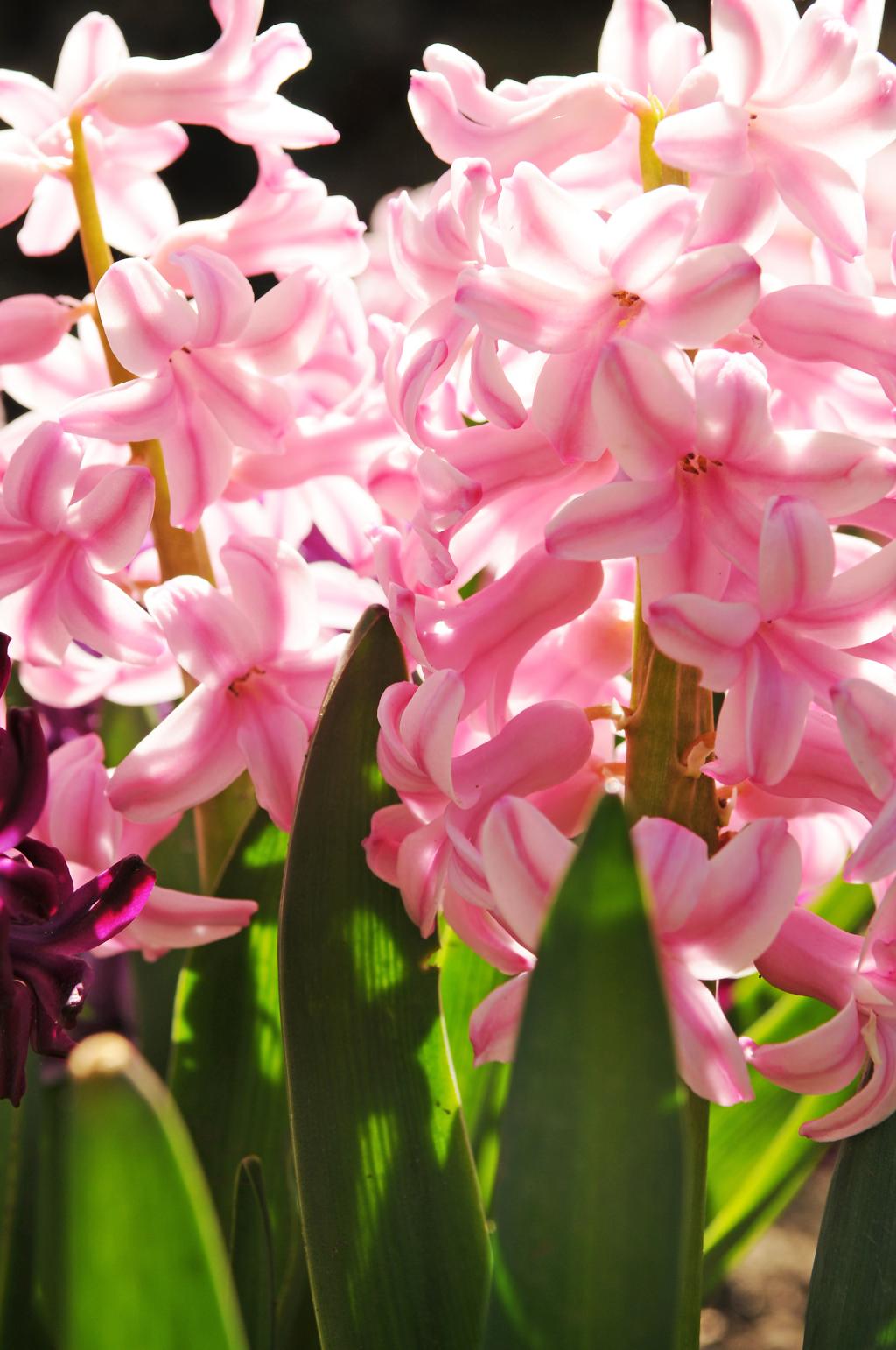 Hyacinthus - Flowerbulbs.co.uk