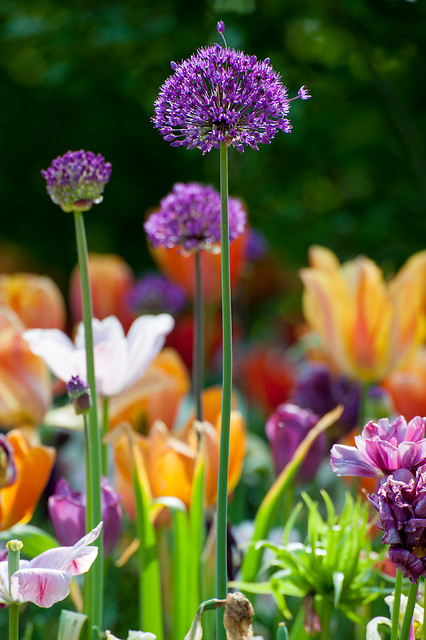 Allium is the Flower Bulb of the Year 2023 - Flowerbulbs