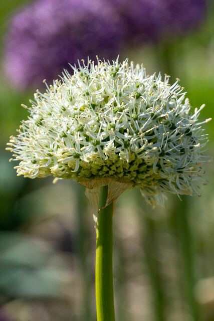 Allium is the Flower Bulb of the Year 2023 - Flowerbulbs