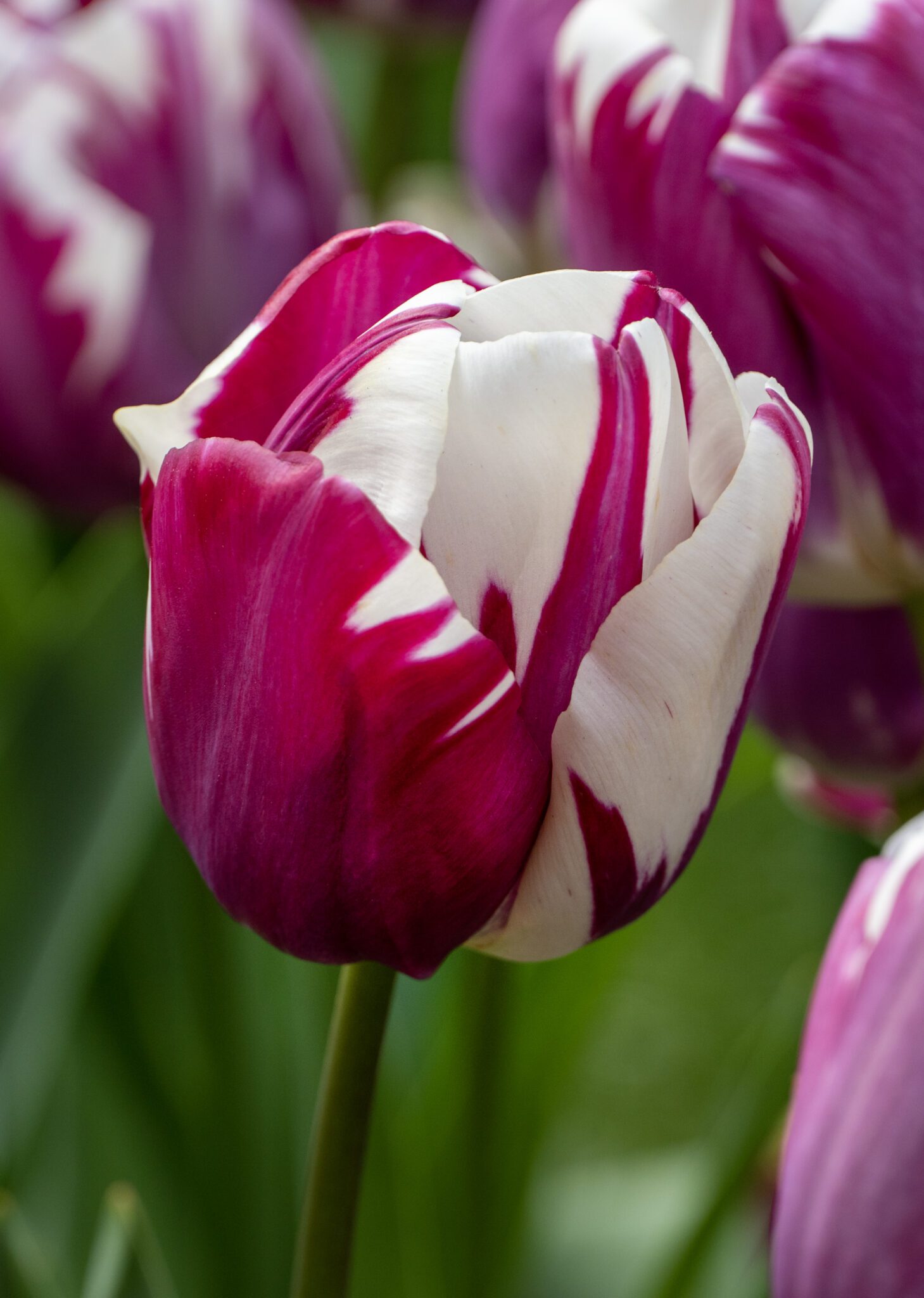 Spring flowering bulbs - Flowerbulbs.co.uk