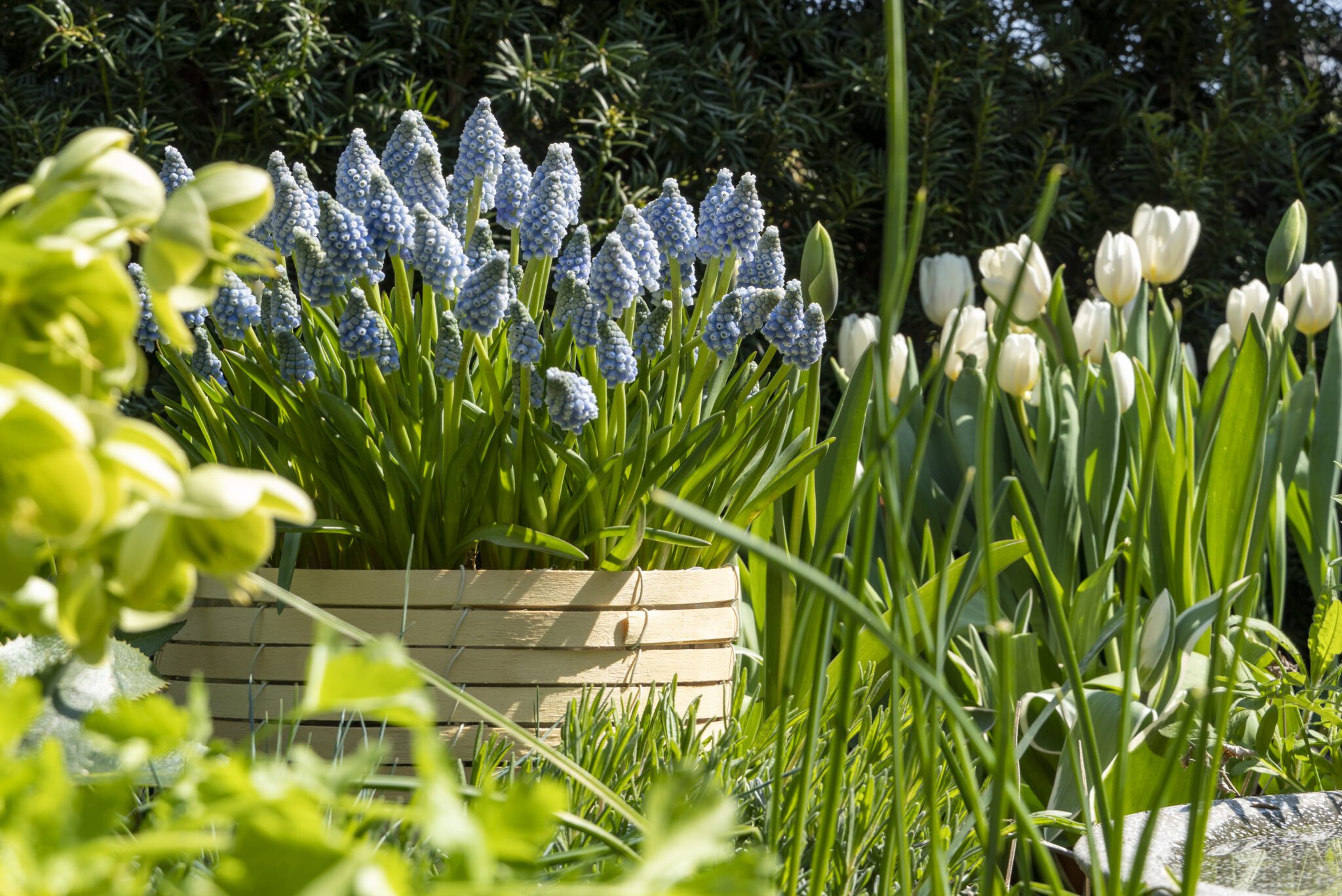 Garden happiness with flowering bulbs - Flowerbulbs