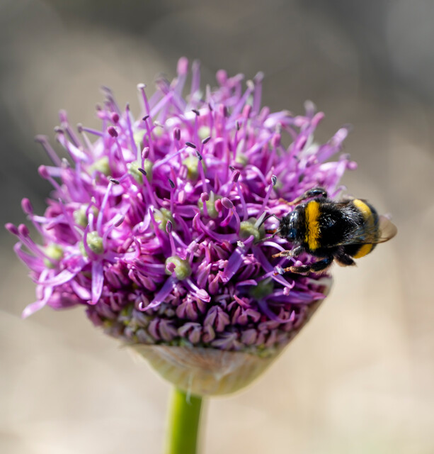 Flower bulbs for happy bees - Flowerbulbs