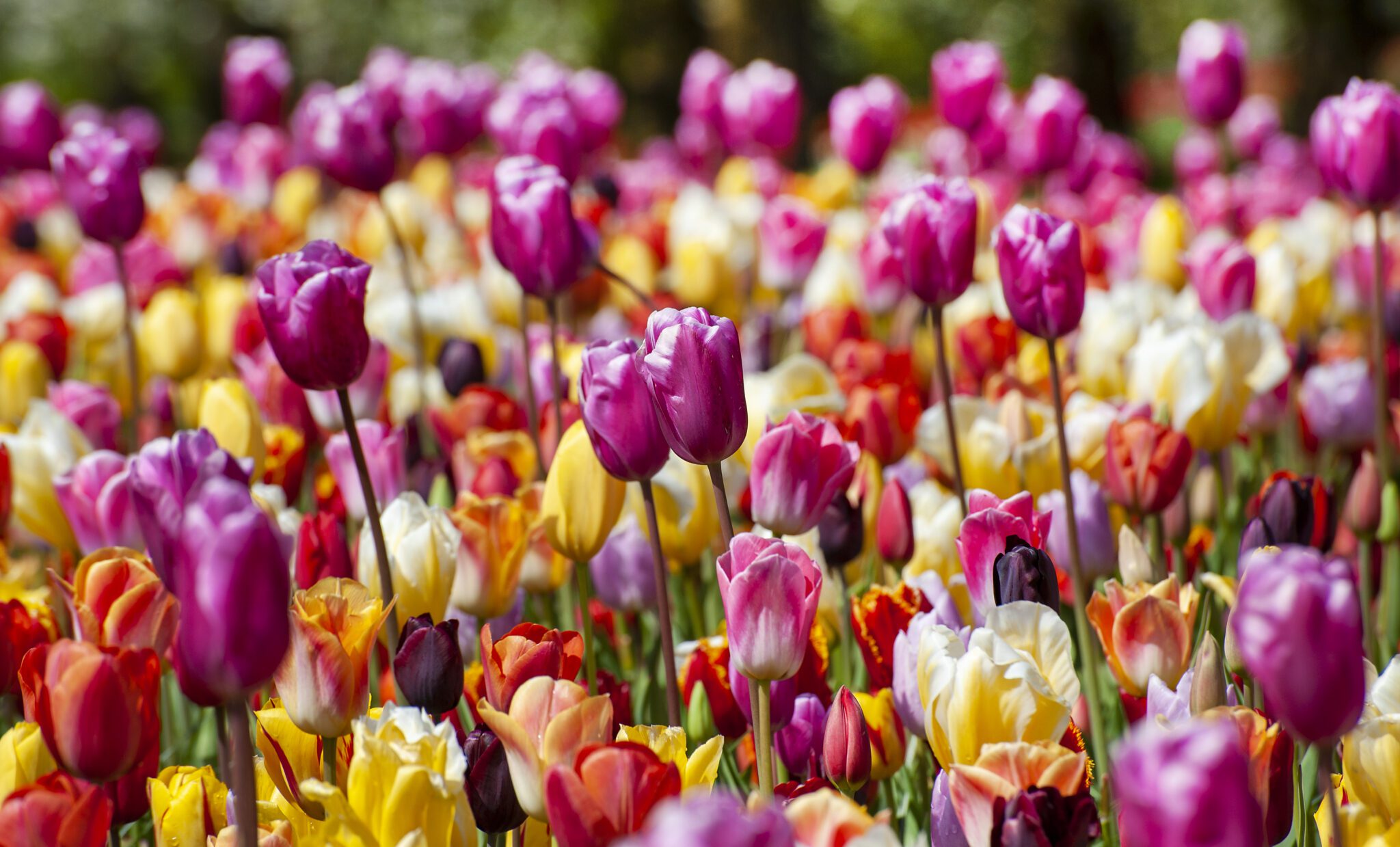 Spring flowering bulbs - Flowerbulbs.co.uk
