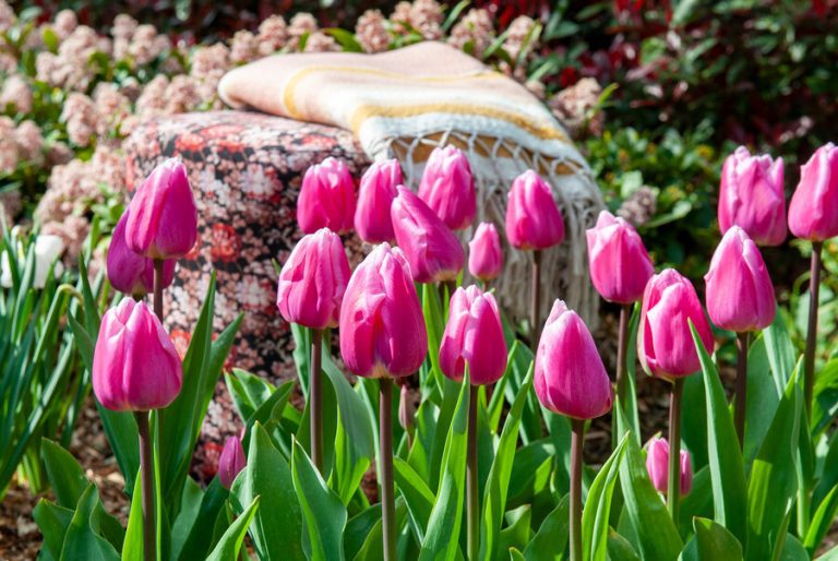 Spring flowering bulbs - Flowerbulbs.co.uk