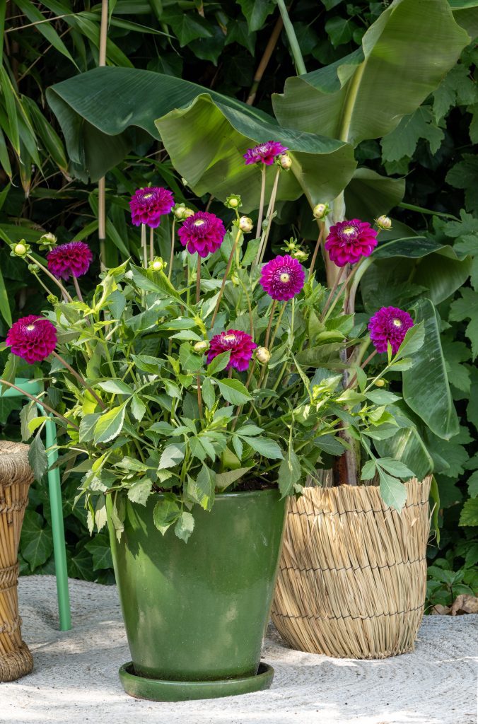 Garden trend 2025 - Unique Utopia - Summer - Flowerbulbs